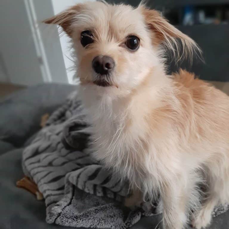 30 Breathtaking Havanese Mixes Just For You! | Bubbly Pet