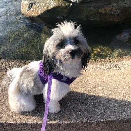 30 Breathtaking Havanese Mixes Just For You! | Bubbly Pet