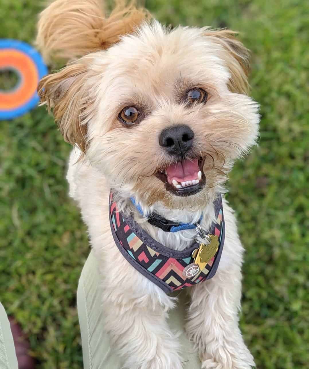 30 Breathtaking Havanese Mixes Just For You! | Bubbly Pet