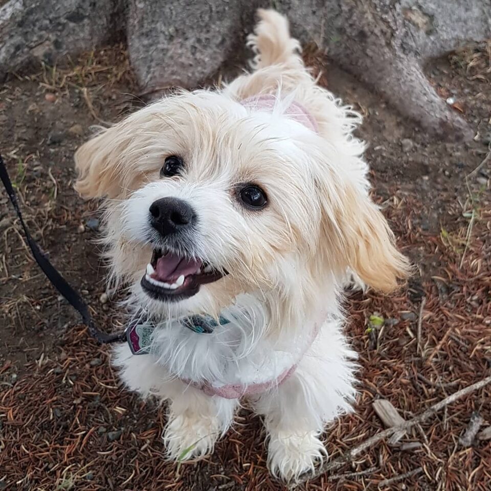 30 Breathtaking Havanese Mixes Just For You! | Bubbly Pet