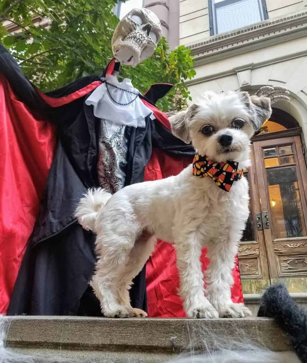 30 Breathtaking Havanese Mixes Just For You! | Bubbly Pet