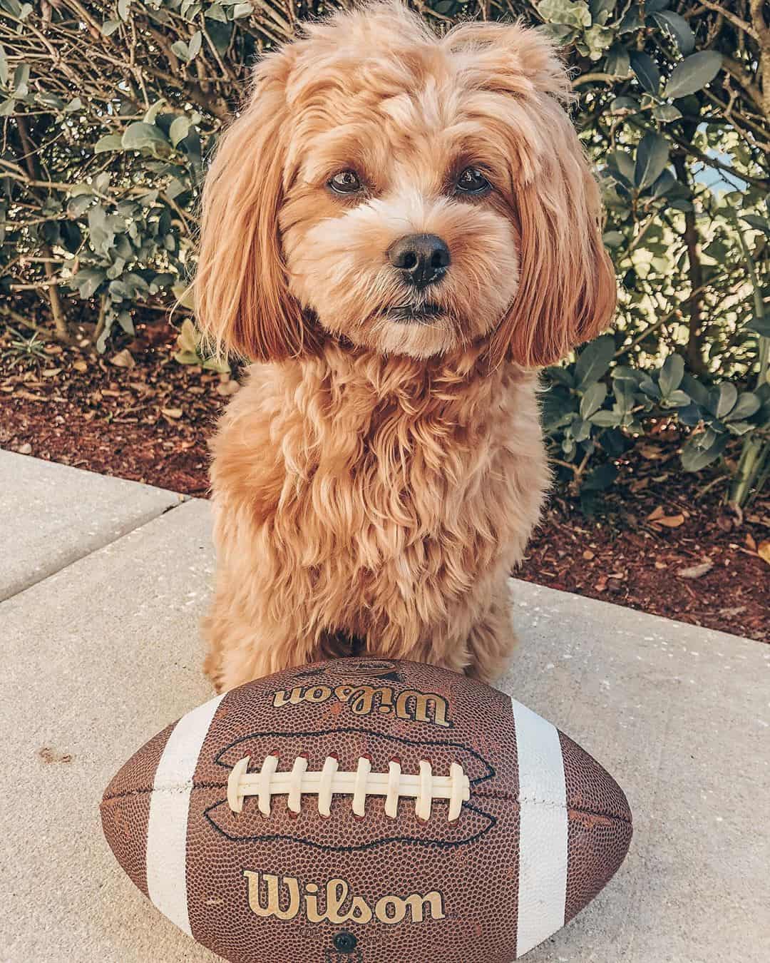 30 Breathtaking Havanese Mixes Just For You! | Bubbly Pet