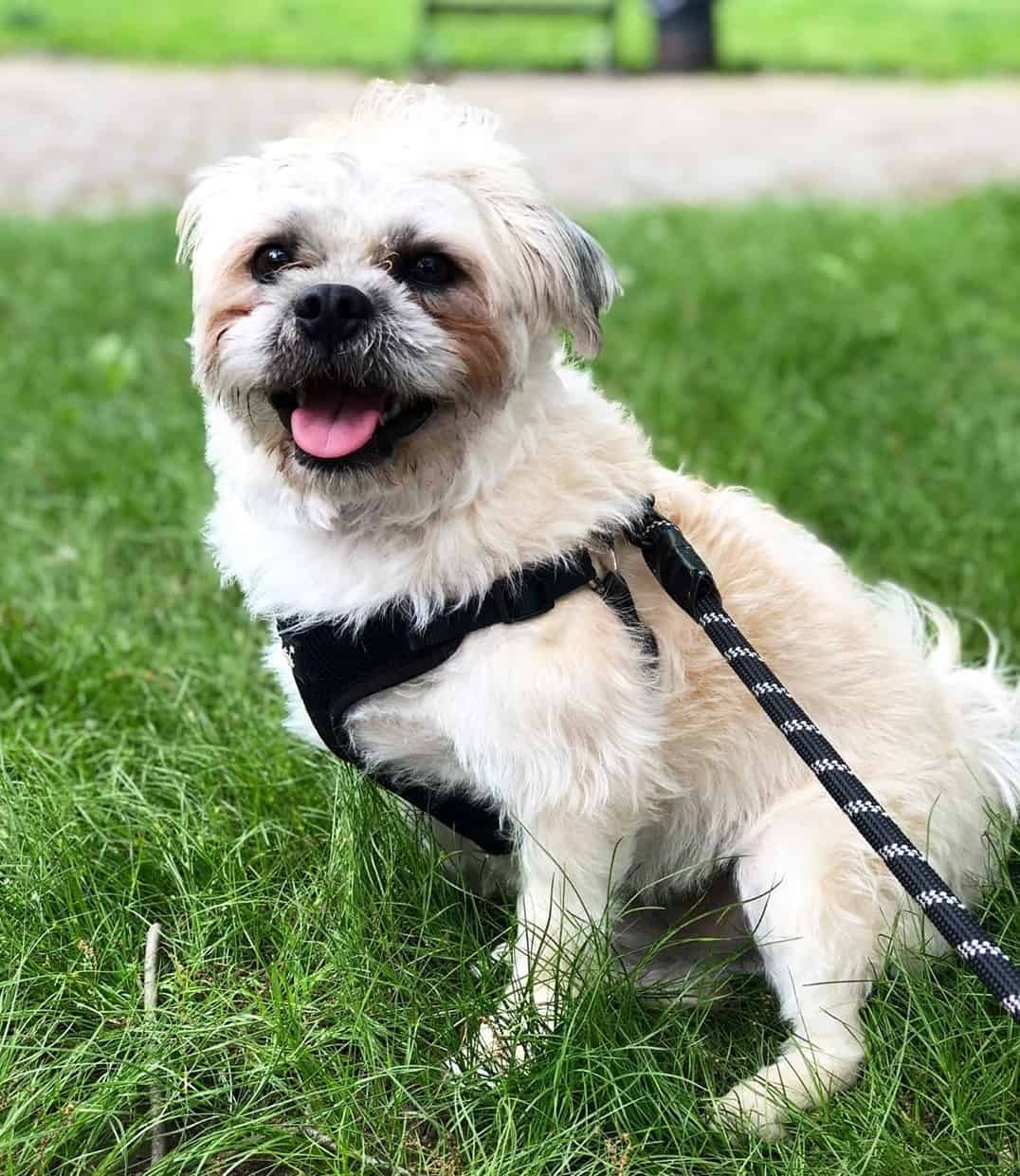 30 Breathtaking Havanese Mixes Just For You! | Bubbly Pet