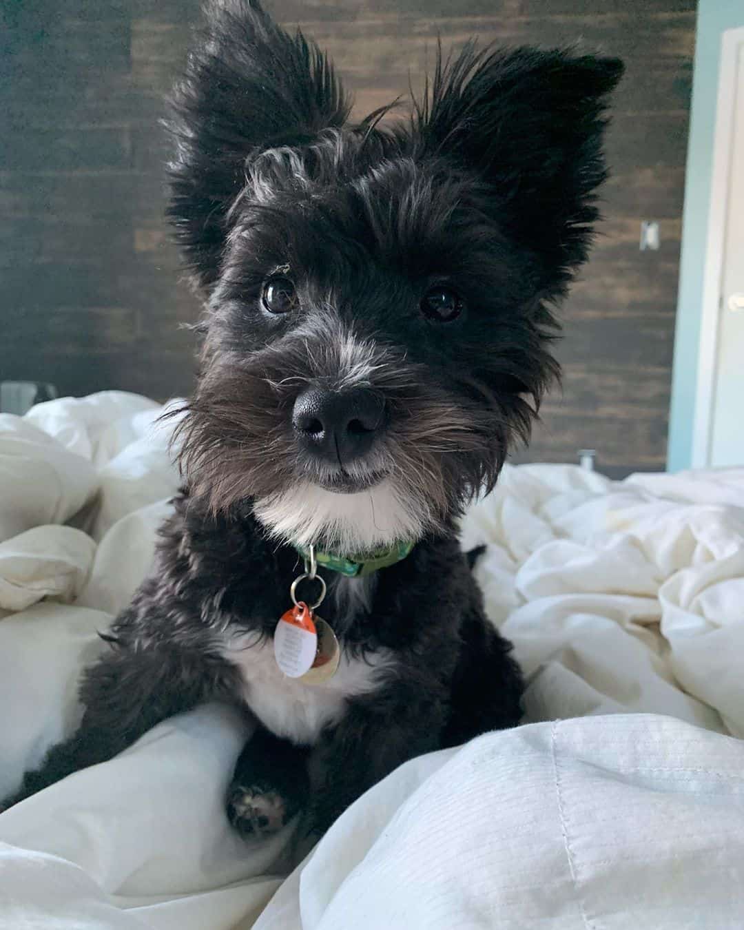 30 Breathtaking Havanese Mixes Just For You! | Bubbly Pet