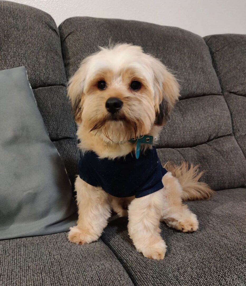 30 Breathtaking Havanese Mixes Just For You! | Bubbly Pet