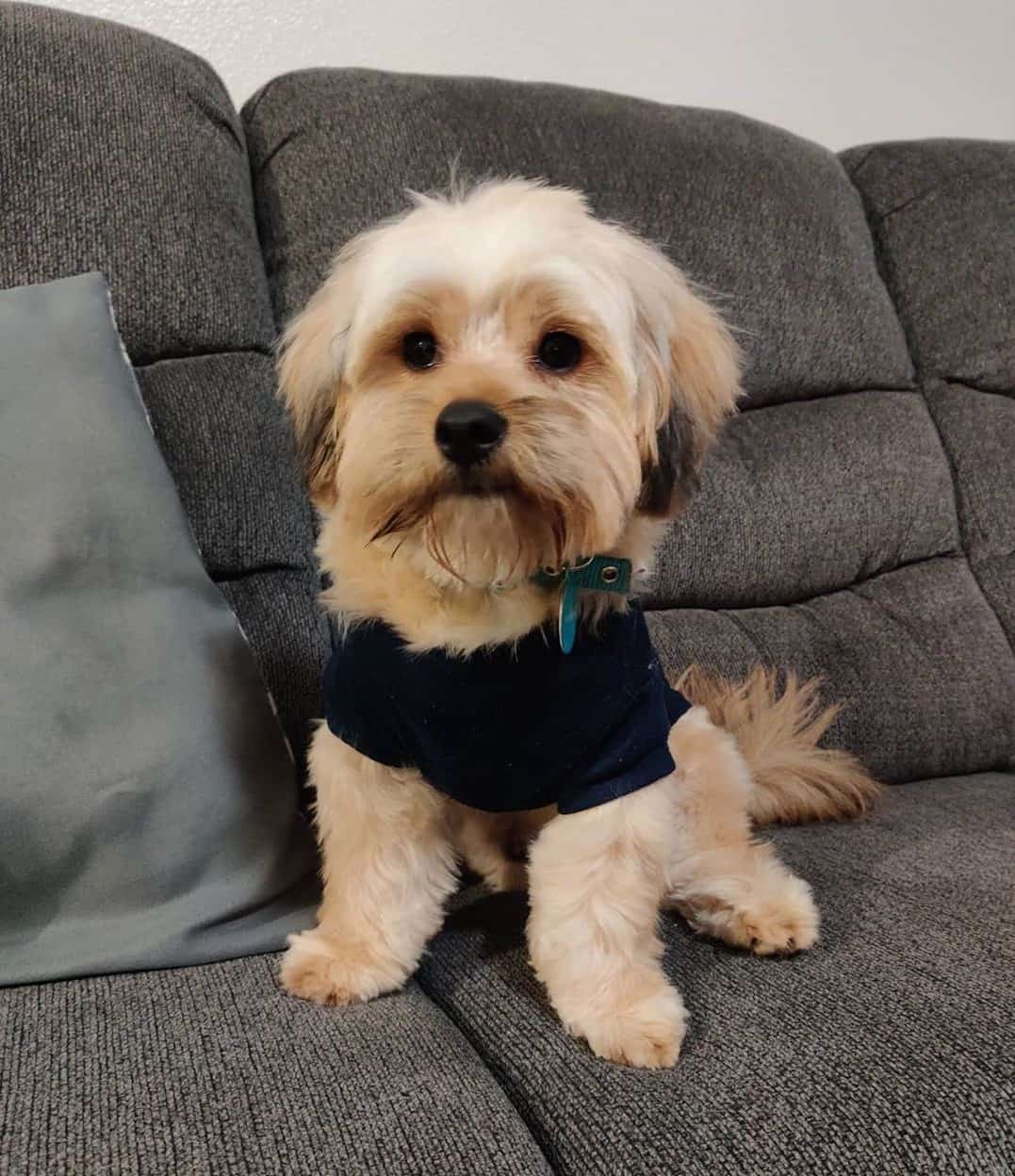 30 Breathtaking Havanese Mixes Just For You! | Bubbly Pet