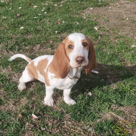 All the Colors and Markings of Basset Hound (with Pictures)