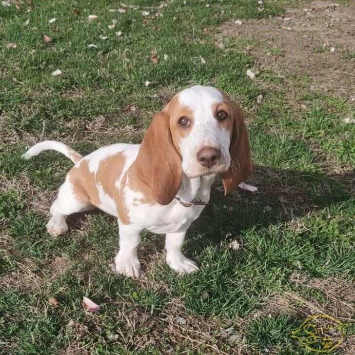 All the Colors and Markings of Basset Hound (with Pictures)