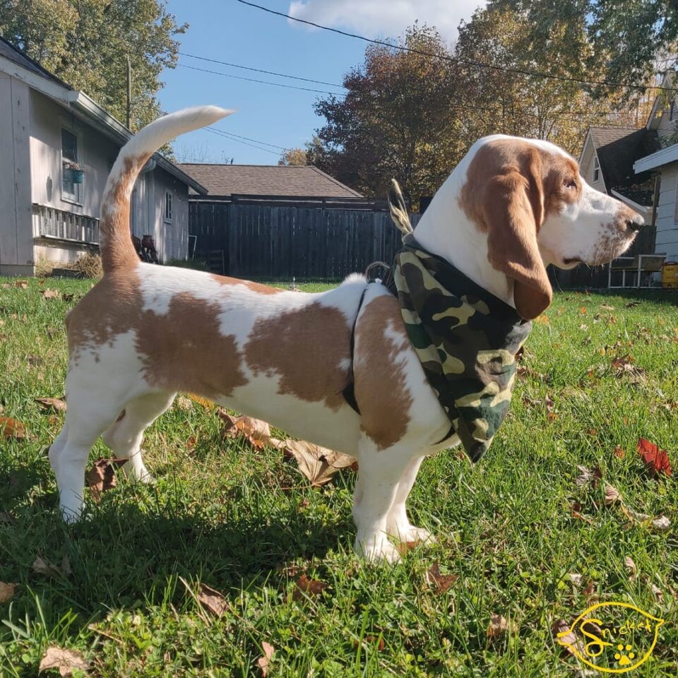 All the Colors and Markings of Basset Hound (with Pictures)