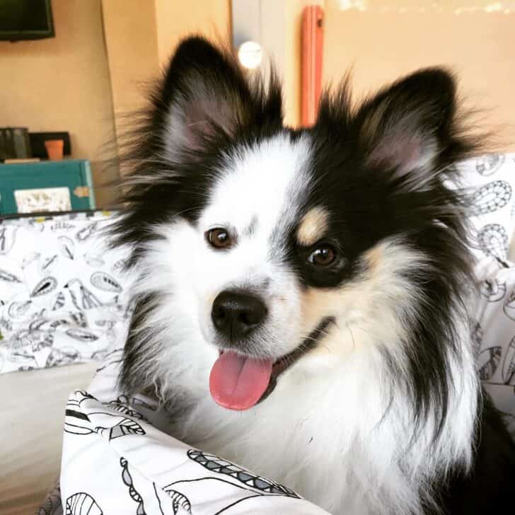 31 Pomeranian Mixes – Irresistibly Cute Bundles Of Joy!