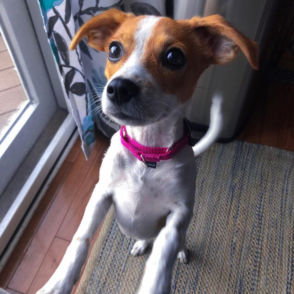 31 Pomeranian Mixes – Irresistibly Cute Bundles Of Joy!