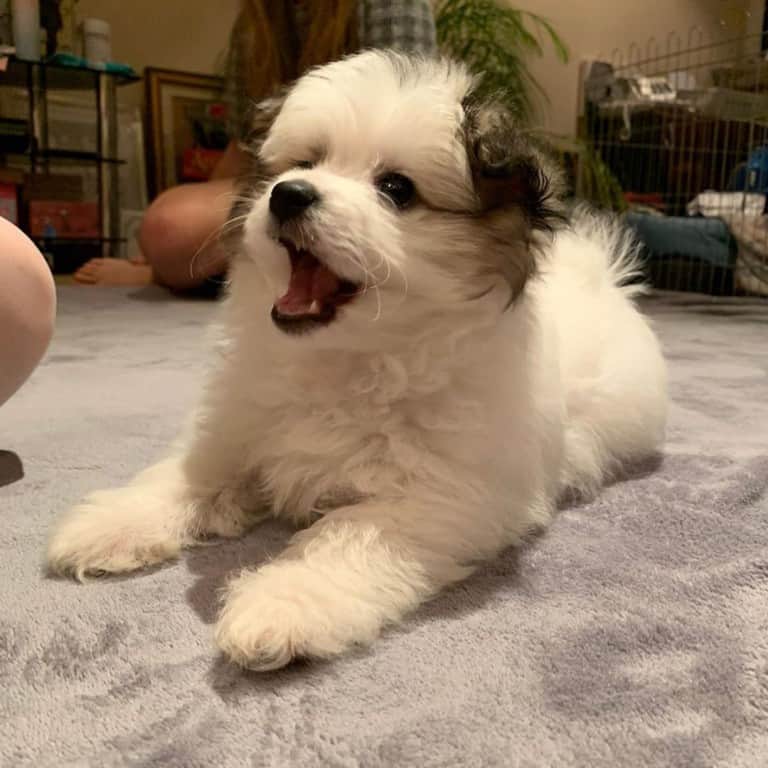 31 Pomeranian Mixes – Irresistibly Cute Bundles Of Joy!