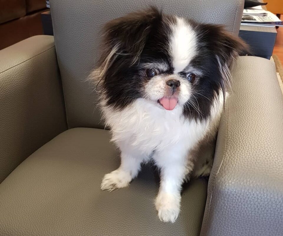 31 Pomeranian Mixes – Irresistibly Cute Bundles Of Joy!