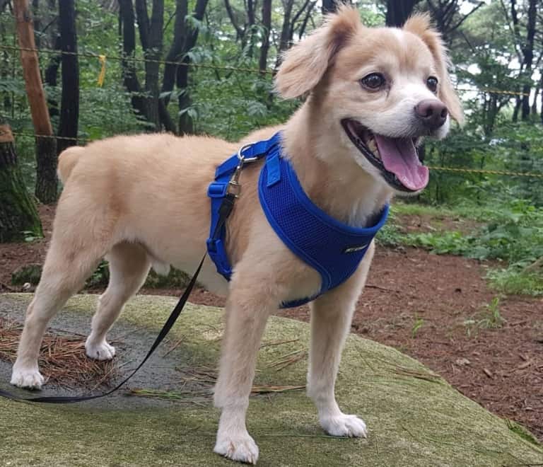 31 Pomeranian Mixes – Irresistibly Cute Bundles Of Joy!