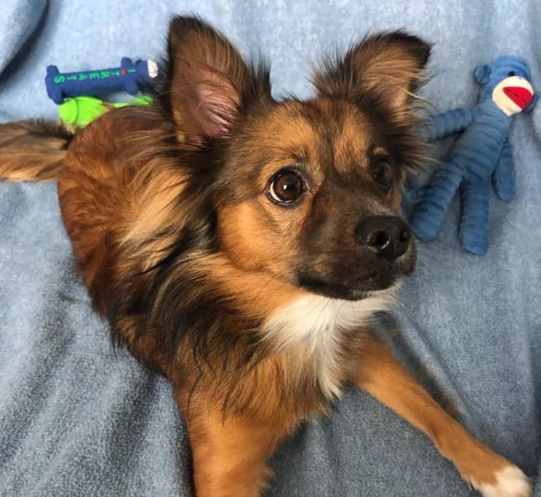 31 Pomeranian Mixes – Irresistibly Cute Bundles Of Joy!