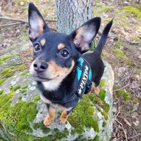 31 Pomeranian Mixes – Irresistibly Cute Bundles Of Joy!