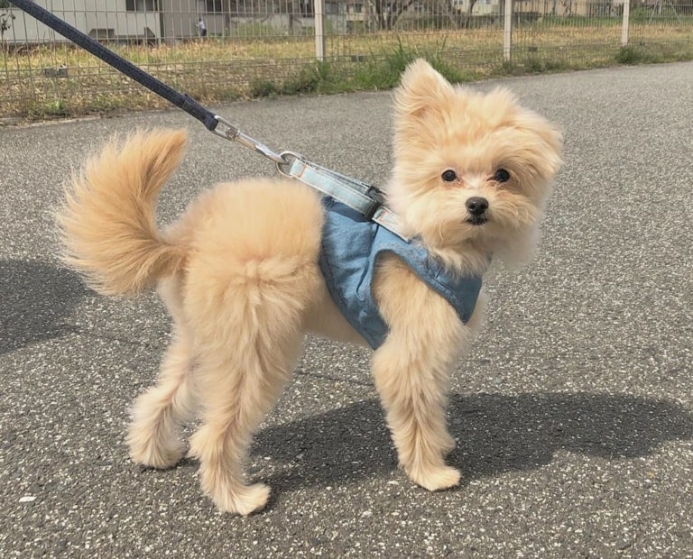 31 Pomeranian Mixes – Irresistibly Cute Bundles Of Joy!