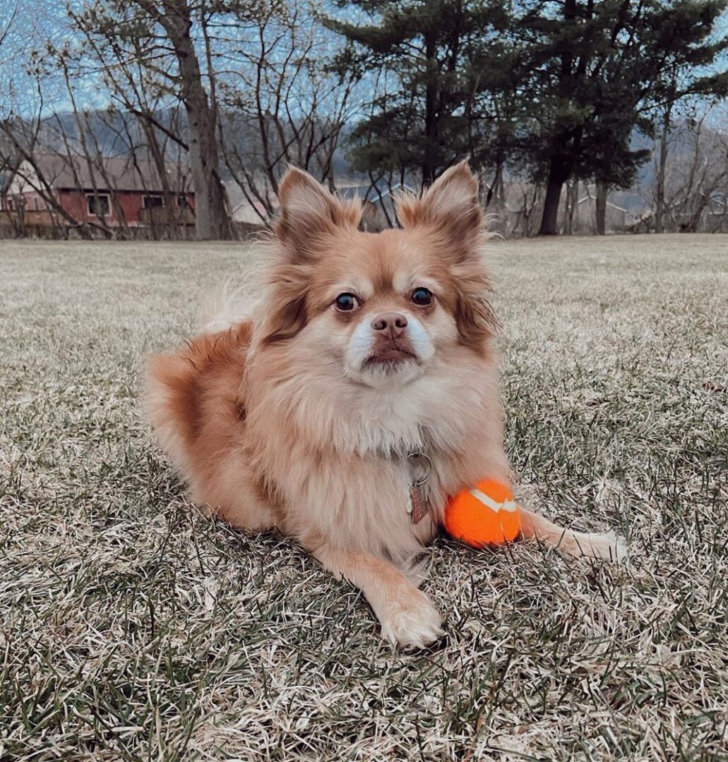 31 Pomeranian Mixes – Irresistibly Cute Bundles Of Joy!