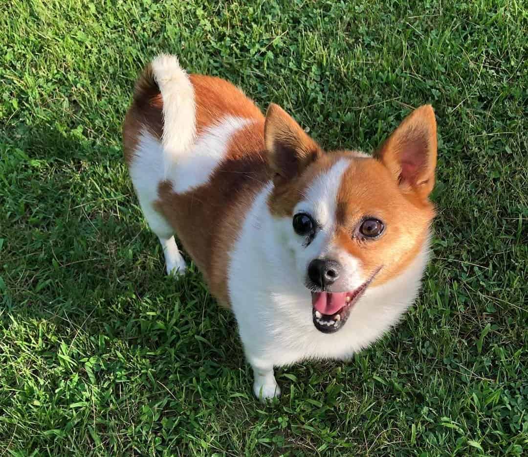 31 Pomeranian Mixes – Irresistibly Cute Bundles Of Joy!