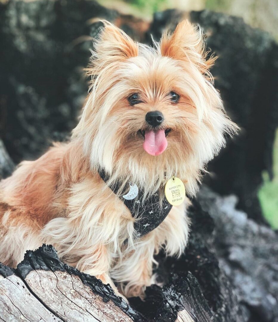 31 Pomeranian Mixes – Irresistibly Cute Bundles Of Joy!