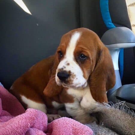 All the Colors and Markings of Basset Hound (with Pictures)