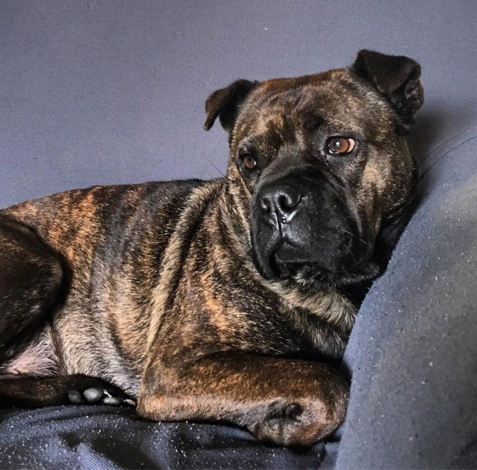 36 Boston Terrier Mixes: Your Loving And Lifelong Companions