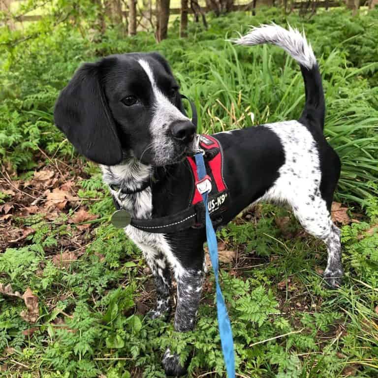 19 English Springer Spaniel Mixes Who Will Steal Your Heart!