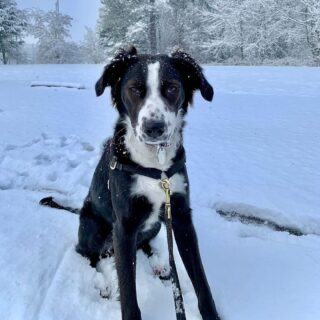 19 English Springer Spaniel Mixes Who Will Steal Your Heart!