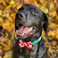 19 English Springer Spaniel Mixes Who Will Steal Your Heart!