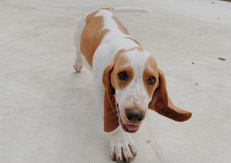 All the Colors and Markings of Basset Hound (with Pictures)