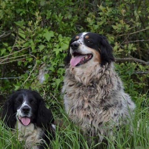 19 English Springer Spaniel Mixes Who Will Steal Your Heart!