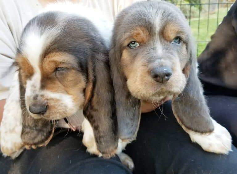 All the Colors and Markings of Basset Hound (with Pictures)