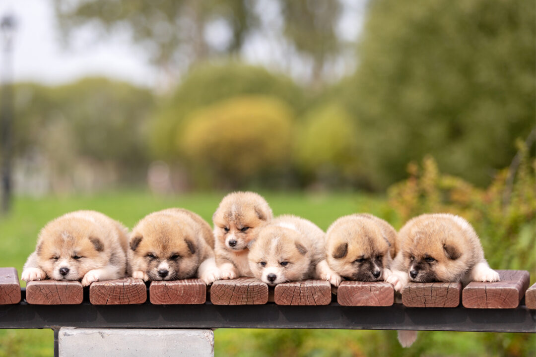 How Big Do Akitas Get? Puppy Growth Chart and FAQ