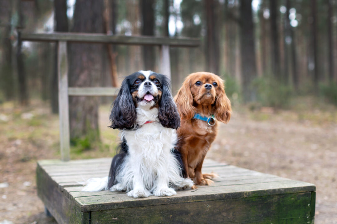 Male vs. Female Cavalier King Charles Spaniel: Which Is Better?