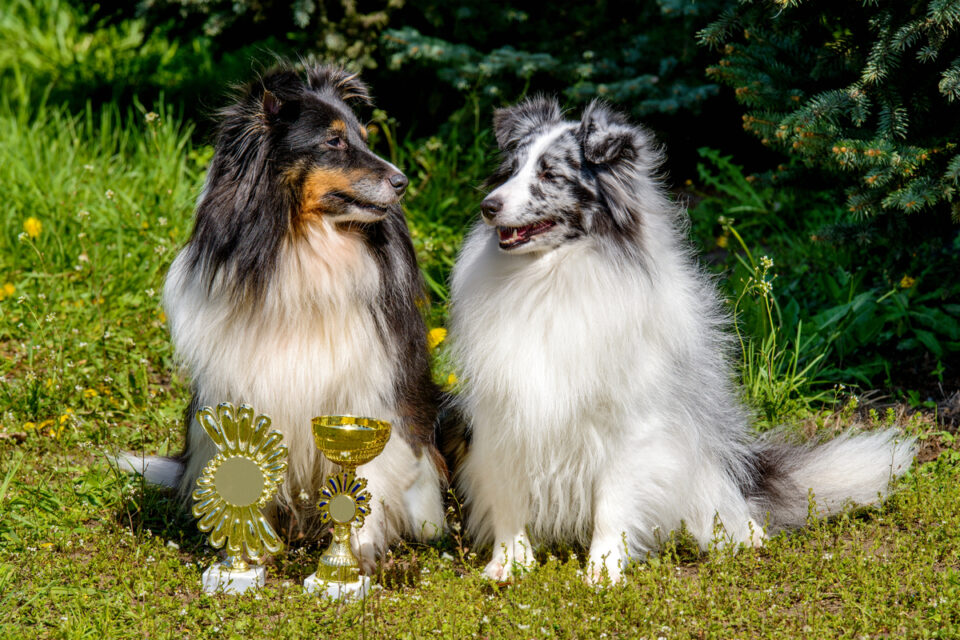 Male vs. Female Shetland Sheepdog: Which Is Better?