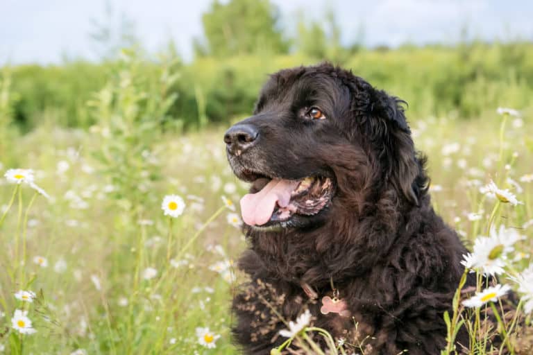 Hoe groot worden Newfoundlands? Puppy Groeitabel en FAQ | ISNCA