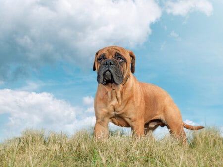 How Big Do Bullmastiffs Get? Puppy Growth Chart and FAQ