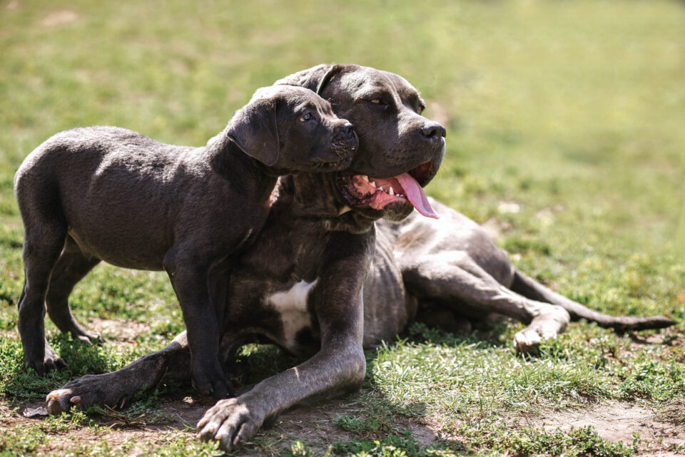 Cane Corso Colors: All Colors Explained (With Pictures)