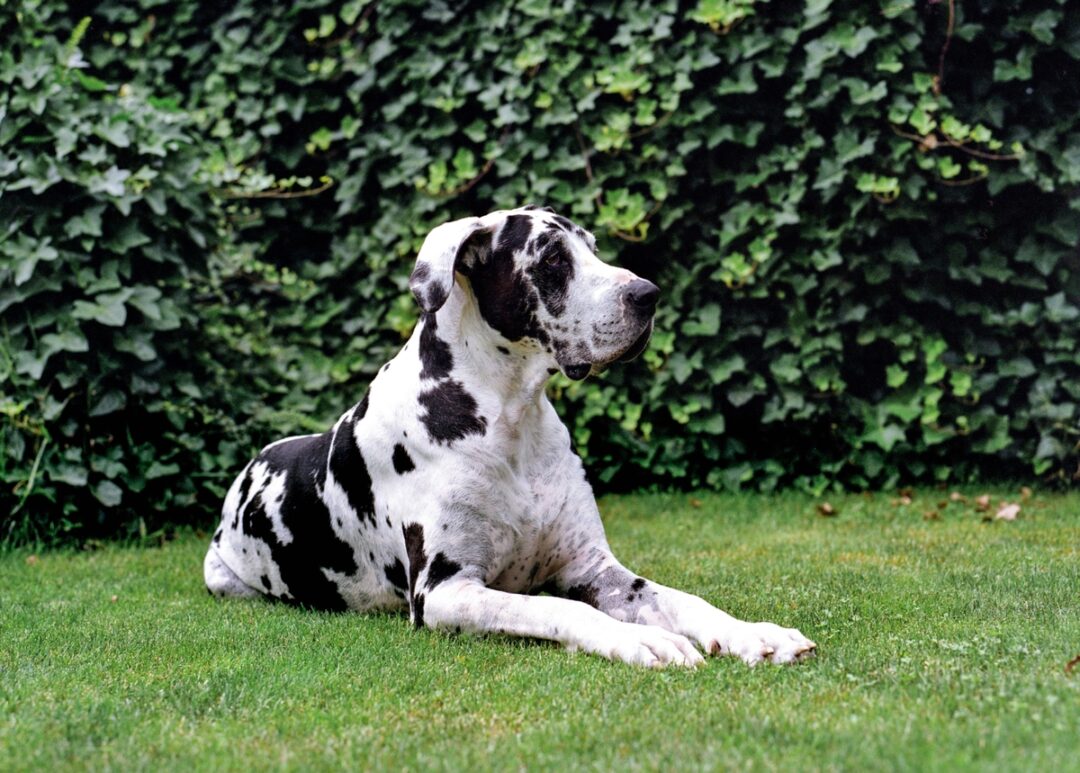 An In-Depth Look Into the Beauty of a Harlequin Great Dane