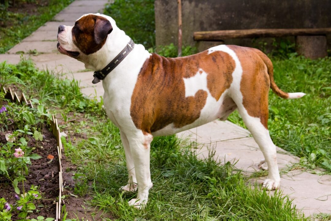 Johnson American Bulldog: All You Need to Know