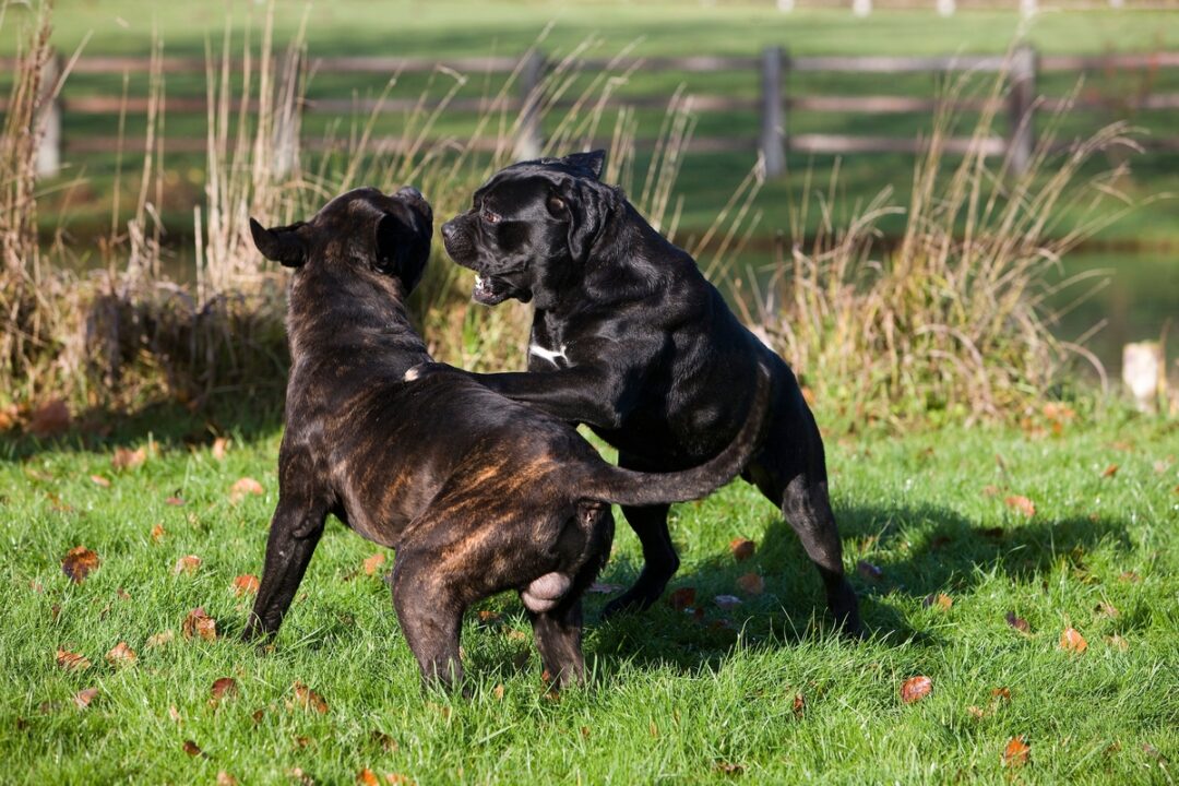 Are Male or Female Cane Corsos Better Guard Dogs?
