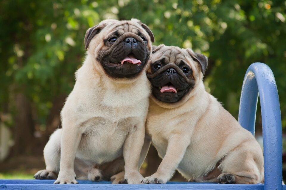Male vs. Female Pug: What's The Difference?