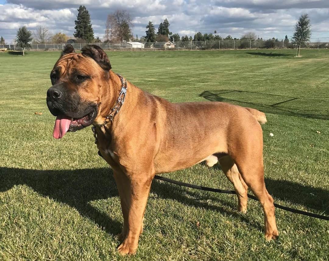 All the Colors and Markings of Cane Corso (with Pictures)