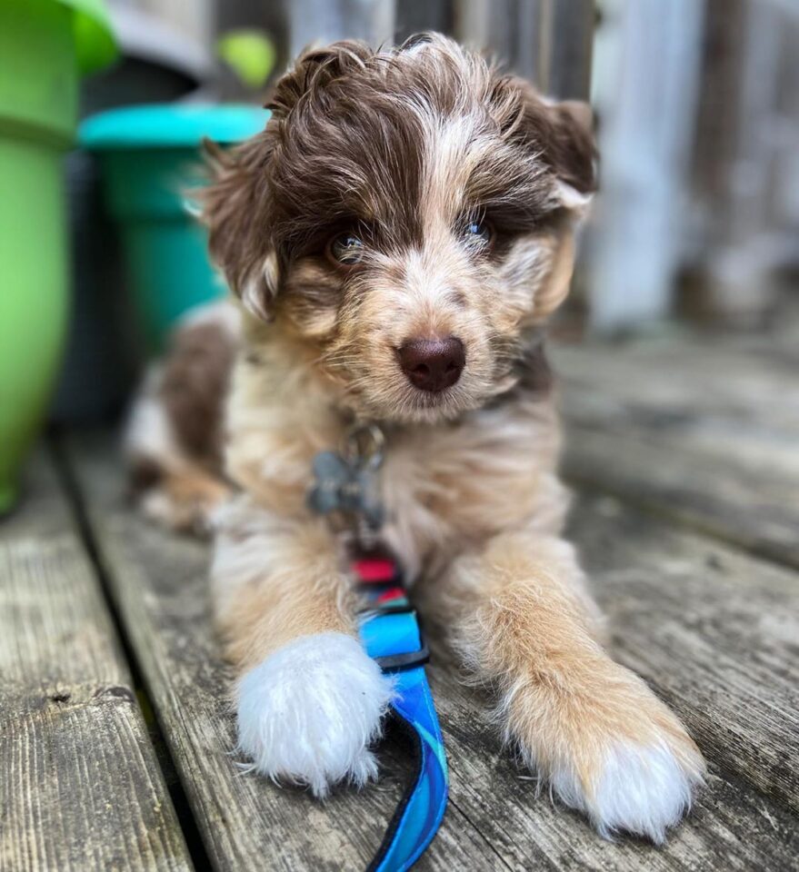 Aussiepoo: Is This Canine Genius Right For You? (With Pictures)