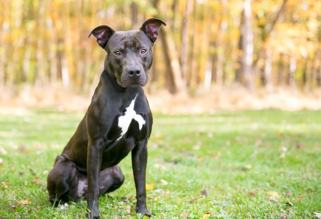 Black Pitbull: An Ultimate Guide To The Most Feared Dog