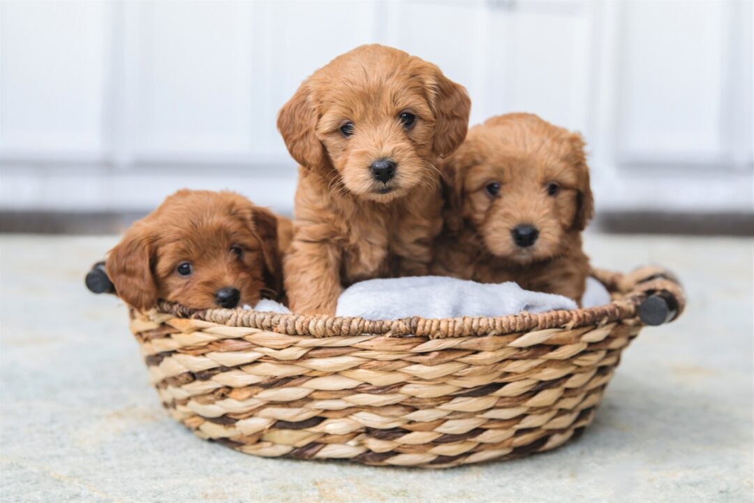 How Much Does a Goldendoodle Cost? (2025 Price Guide)