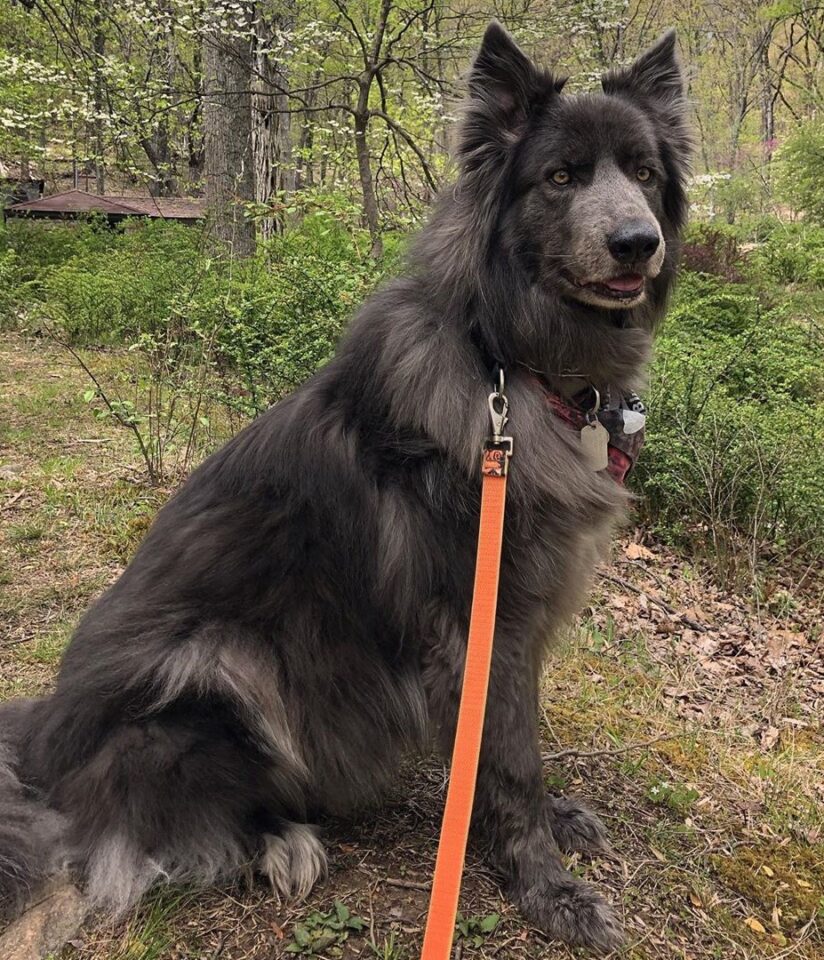 Blue Bay Shepherd: Is This Wolf-looking Canine Worth Buying?
