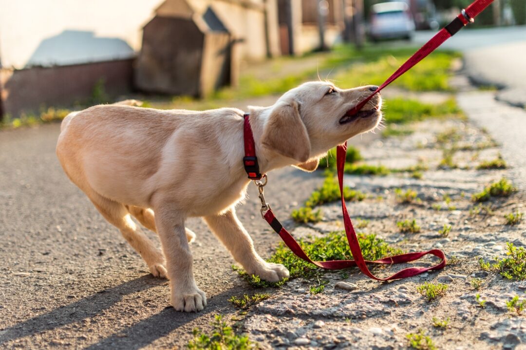 Male vs. Female Labrador Retriever: Which Is Better For You?