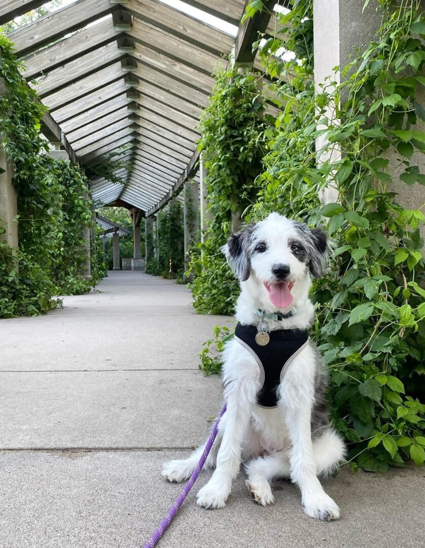 Aussiepoo: Is This Canine Genius Right For You? (With Pictures)