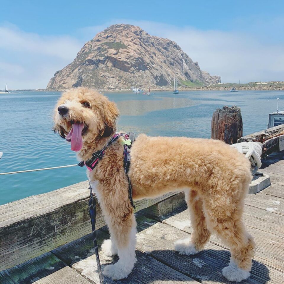 Aussiepoo: Is This Canine Genius Right For You? (With Pictures)
